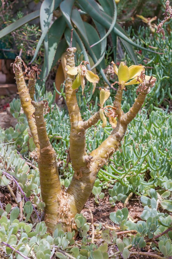 Botterboom or butter tree stock photo. Image of africa - 52735656