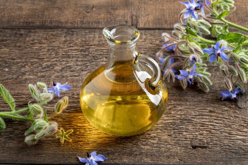 A Bottle of Borage Oil with Blooming Borage Plant Stock Photo - Image ...