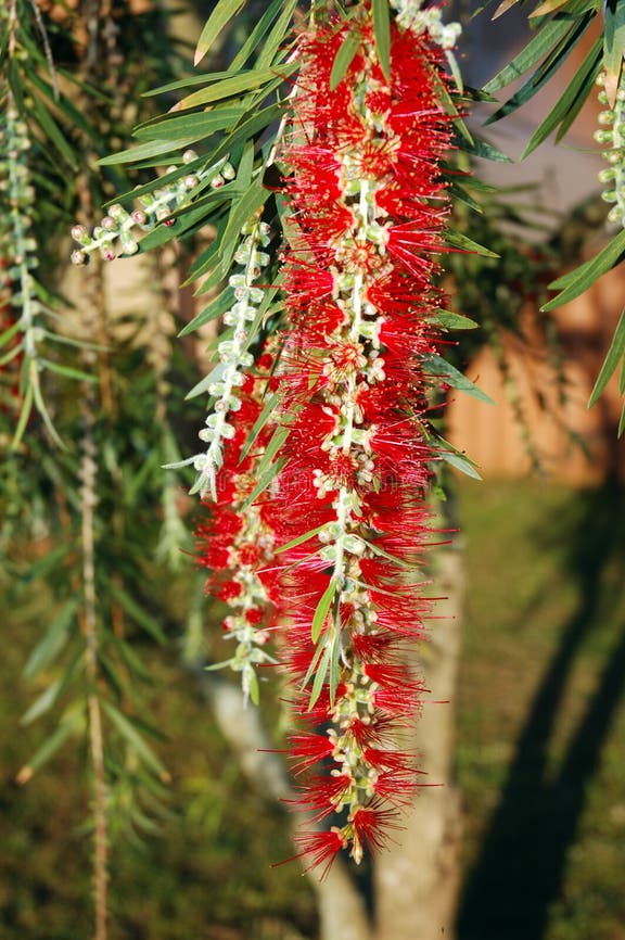Bottle Brush Bush stock photo. Image of bottle, nature - 649520