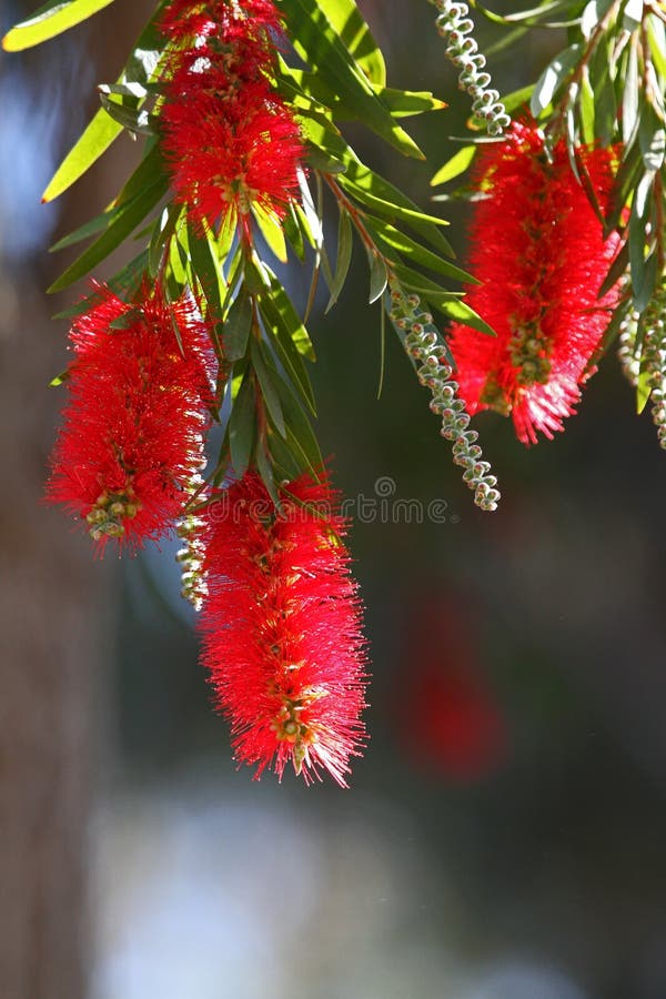 Bottle Brush Flower Picture. Image: 23791883