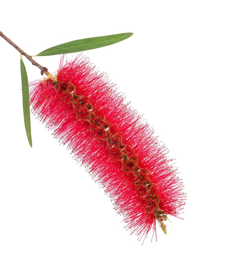 Red Bottle-brush Tree (Callistemon) Stock Photo - Image of shrub ...