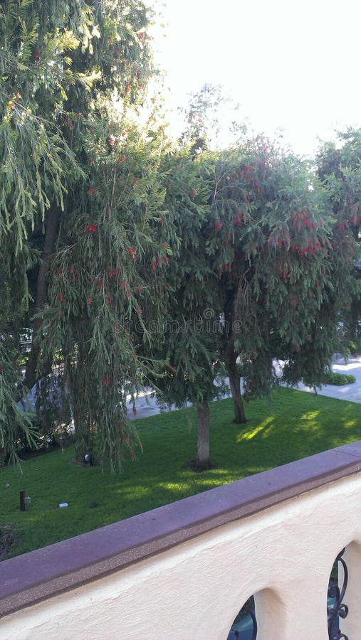 Bottle Brush Tree stock photo. Image of brush, california - 79279922