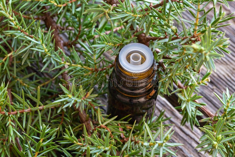 A Bottle of Juniper Essential Oil with Fresh Juniper Branches Stock ...