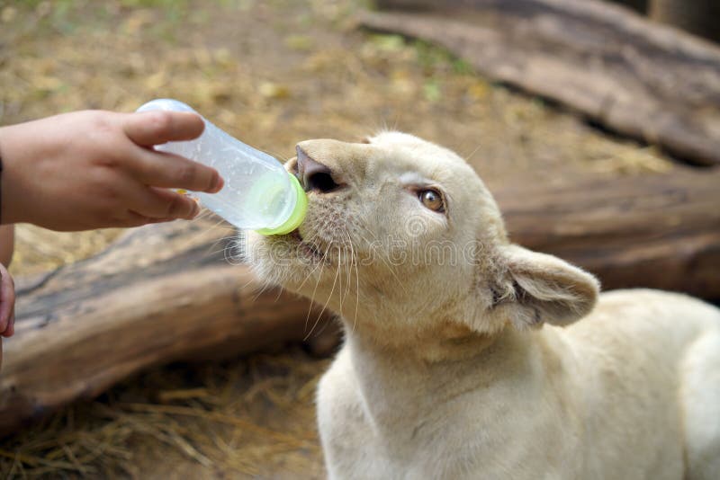 Baby lion feeding stock photo. Image of wildlife, africa - 164436
