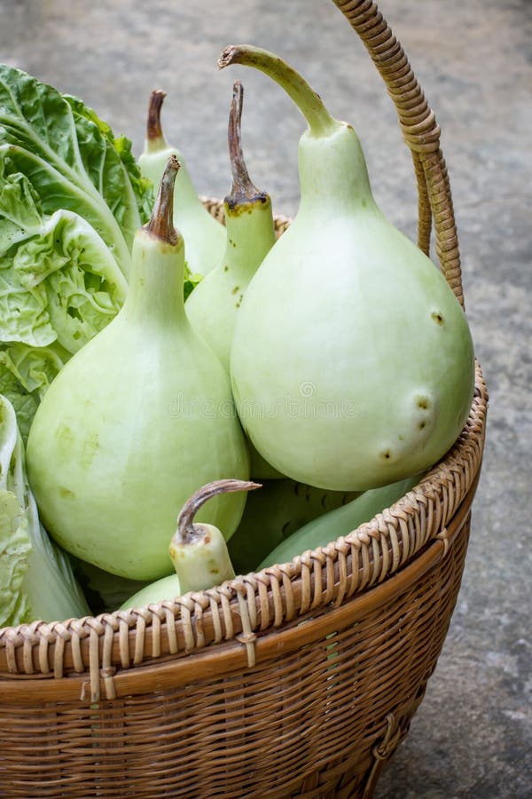 Bottle gourd stock photo. Image of asia, foodstuff, ingredient - 49239450