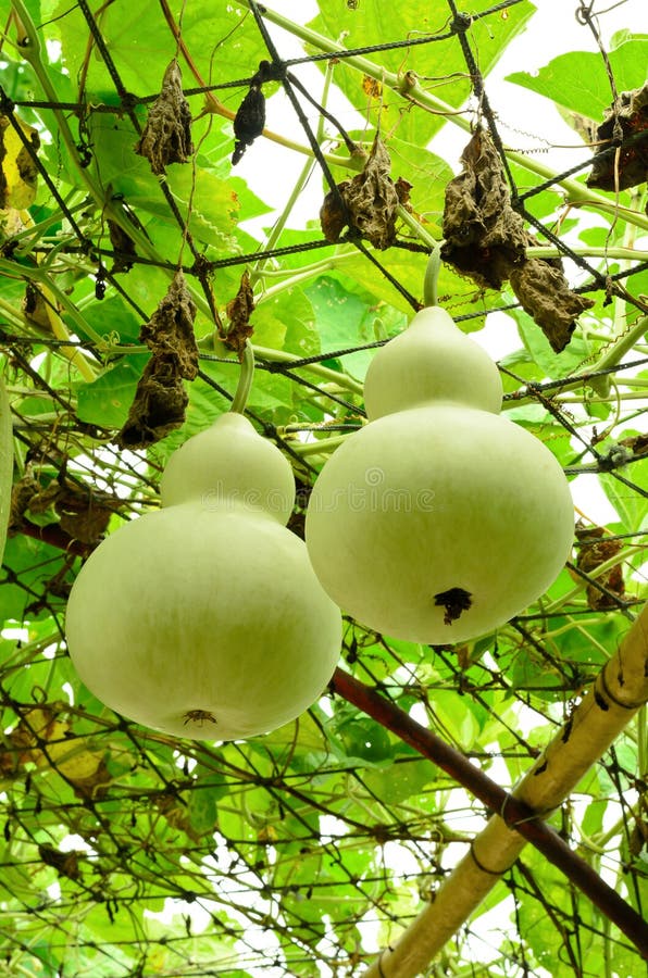 Bottle Gourd or Calabash Gourd Stock Image - Image of herbal, leaf ...