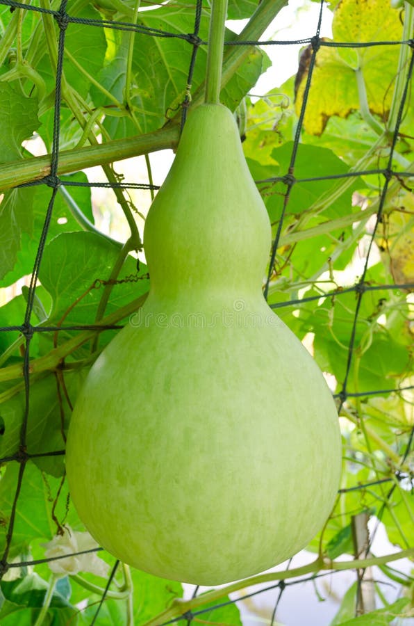 Bottle Gourd or Calabash Gourd Stock Image - Image of flowered, curve ...