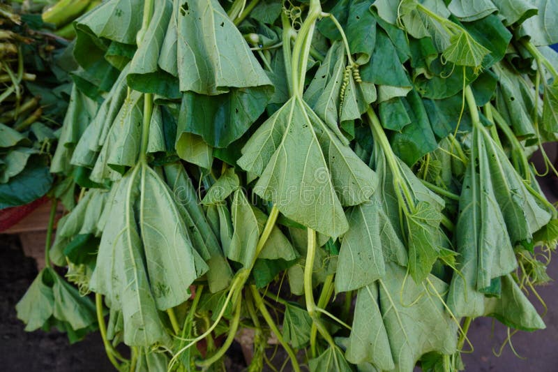 Bottle Gourd Crop. Steamed Bottle-gourd Leaves. Stock Image - Image of ...