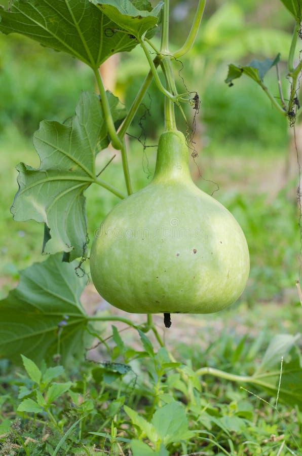 Bottle gourd in the farm stock photo. Image of botanic - 39898898