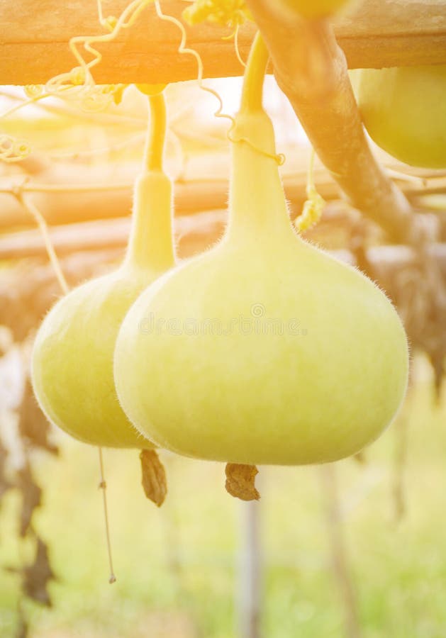 Ivy Gourd Fruit in Nature Garden Stock Photo - Image of gourd, foliage ...