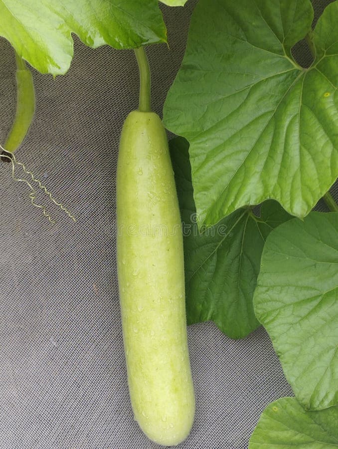 Bottle Gourd Lauki Vegetables Climber Stock Photo - Image of climber ...
