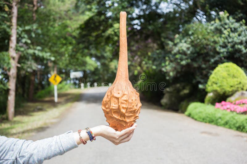 Bottle gourd stock photo. Image of bottle, shape, calabash - 59118234