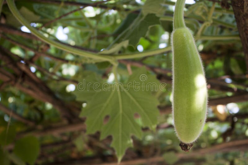 Bottle Gourd Tree in Village Stock Image - Image of evergreen, food ...