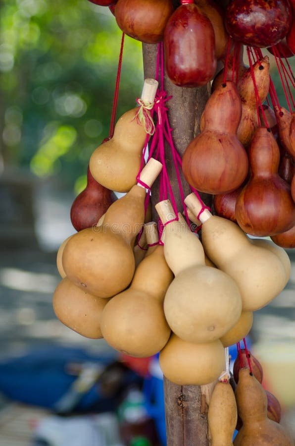 Bottle gourd stock photo. Image of bottle, mediterranean - 37206692