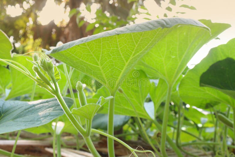 107 Bottle Guard Vegetable Stock Photos - Free & Royalty-Free Stock ...