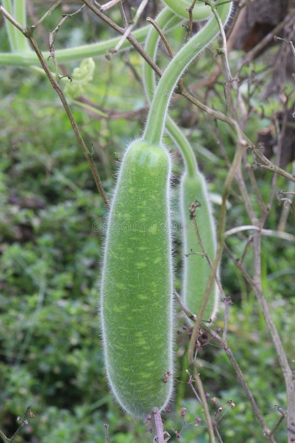 Bottle Guard on Farm for Harvest Stock Image - Image of calabash, green ...