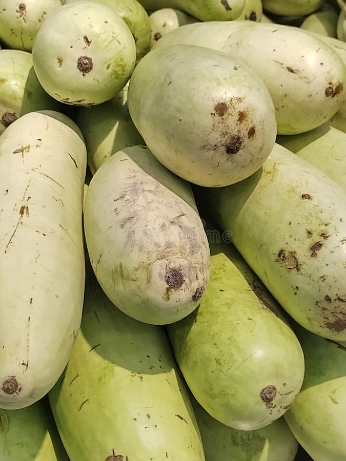 Bottle Guard and Potato Slice Stock Stock Photo - Image of freshness ...