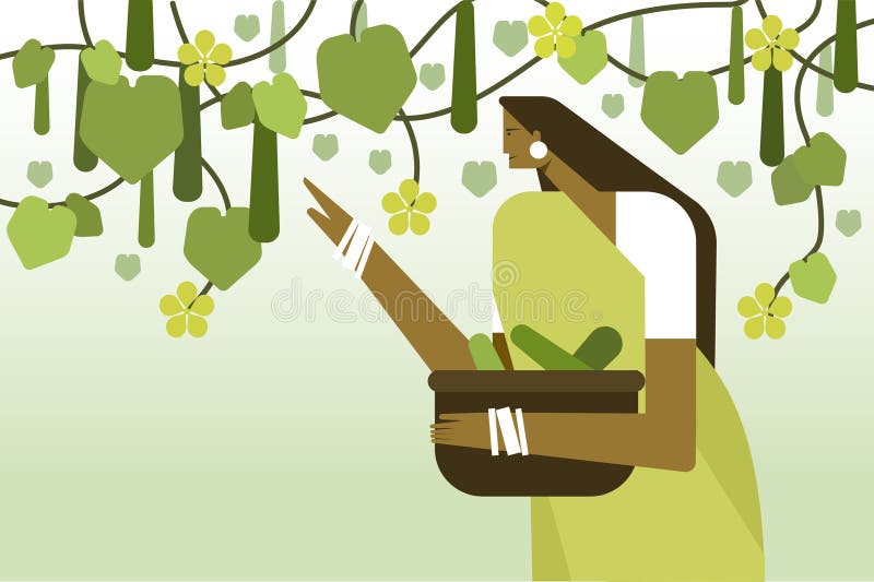 An Indian Woman Harvests Bottle Gourds from the Farm Stock Illustration ...