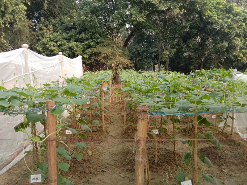 Bottle Guard Leaf Closeup on Farm Stock Photo - Image of nature ...
