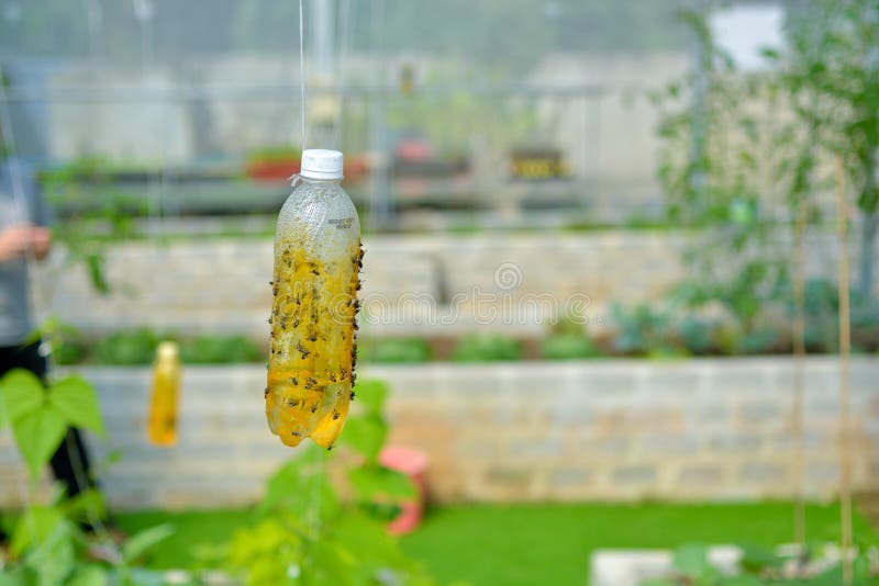 Insect Trap in Organic Garden Stock Photo - Image of outdoor, stick ...