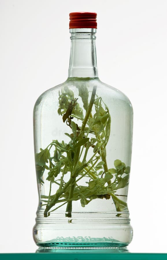 Bottle of herb rakia stock image. Image of homemade, fermentation ...