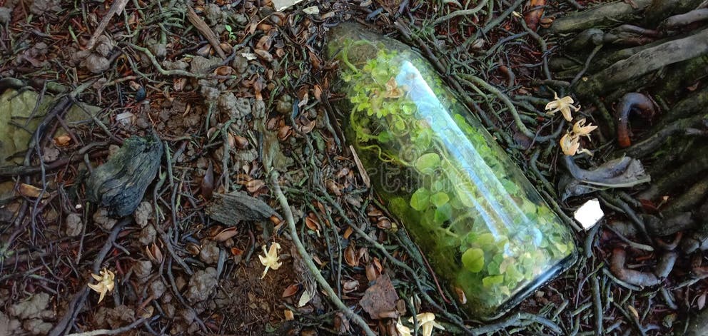 The Bottle is Immersed in the Ground with Coconut Roots Which are ...