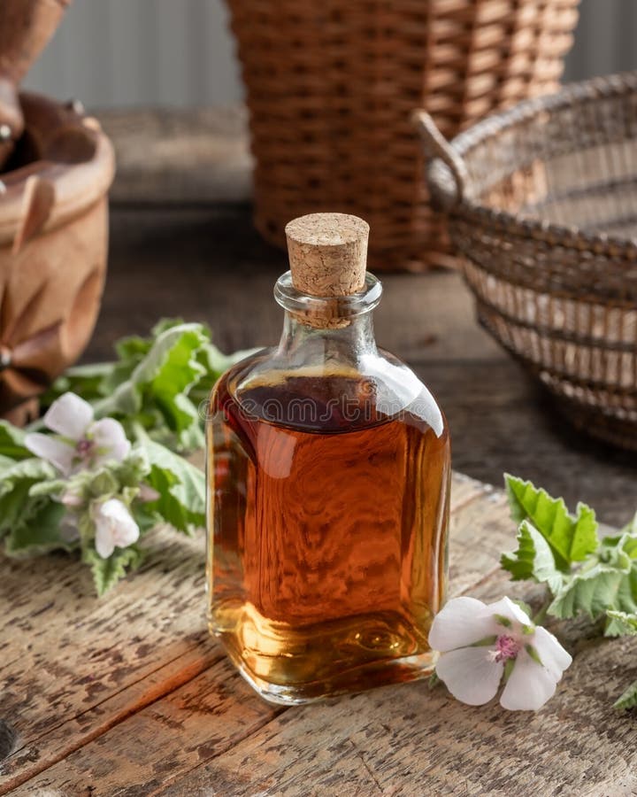Althaea Officinalis Marshmallow. Stock Photo - Image of althea, garden ...