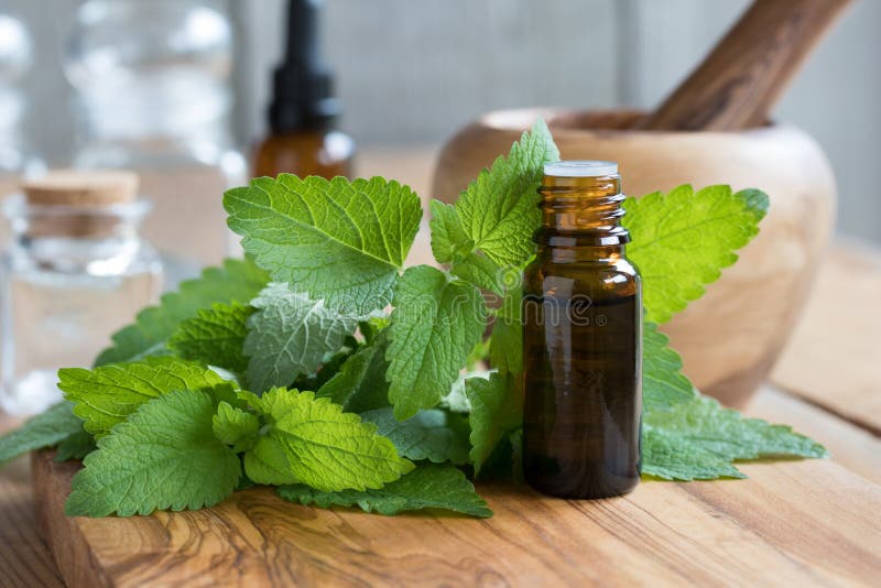 A Bottle of Melissa Essential Oil with Fresh Melissa Leaves Stock Photo ...