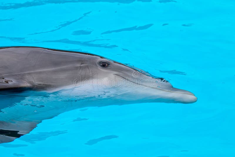 Bottle nose dolphin stock image. Image of porpoise, marine - 24593525