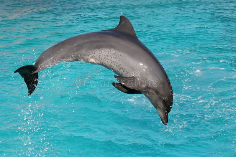 Bottlenose Dolphin 2 stock photo. Image of marine, fish - 92014