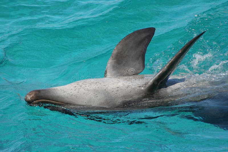 Bottle nose dolphin stock image. Image of freedom, bottle - 7394083