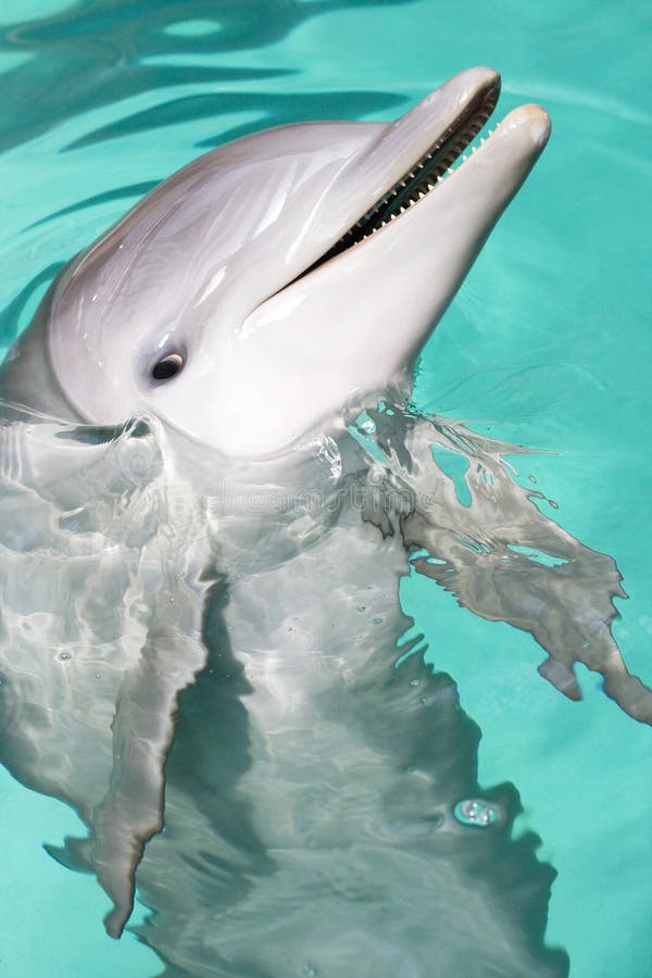 Bottle-nose Dolphin (Tursiops Truncatus) Stock Image - Image of cure ...