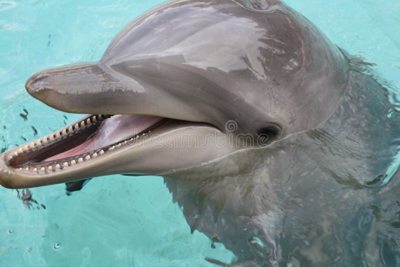 Bottle-nose Dolphin, Close-up Stock Image - Image of wholphin, water ...