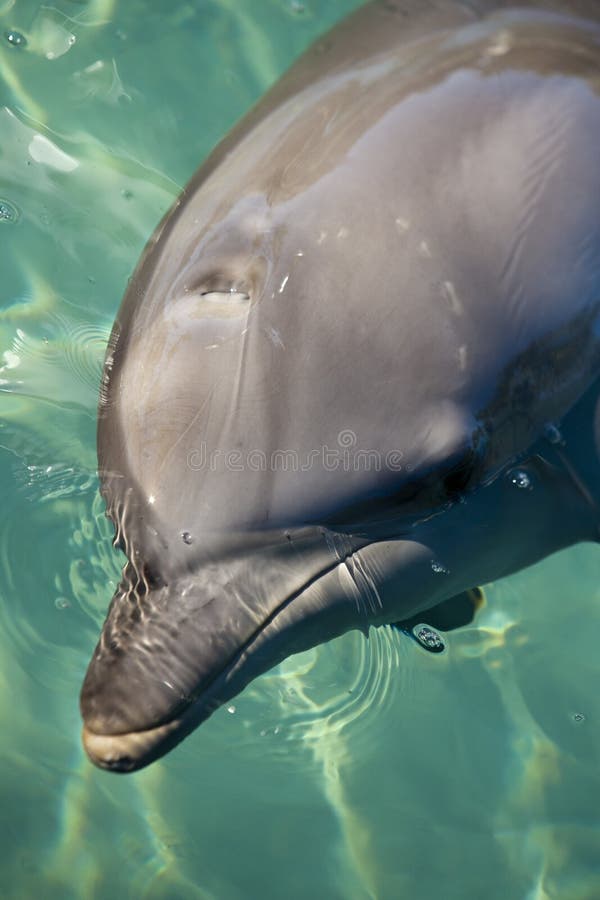 Bottle nose dolphin stock photo. Image of cetacean, wildlife - 42087956