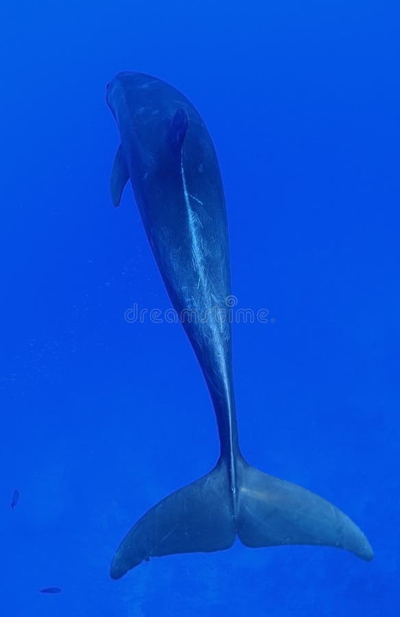BOTTLE NOSE DOLPHIN stock photo. Image of ocean, nose - 60826024