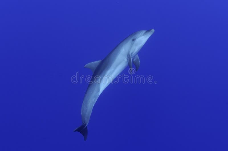 Bottle nose dolphin stock image. Image of dive, reef - 60843893