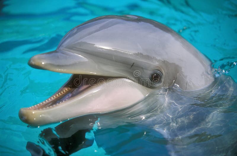 Bottle-nose Dolphin (Tursiops Truncatus) Stock Image - Image of nose ...