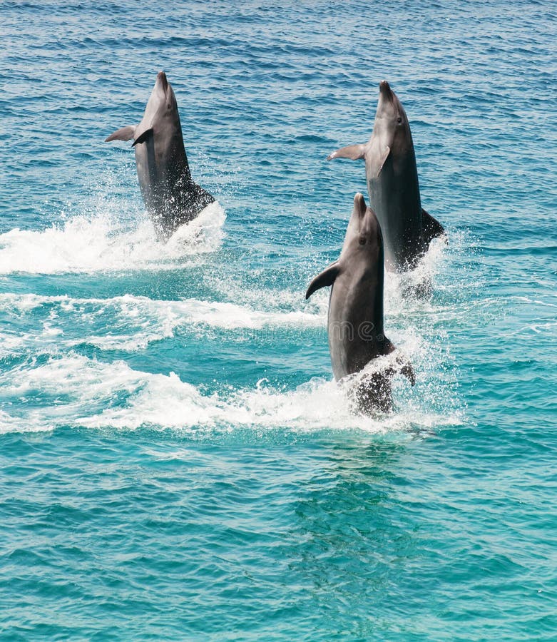 Dolphins walking on tails stock image. Image of cetacean - 18483189
