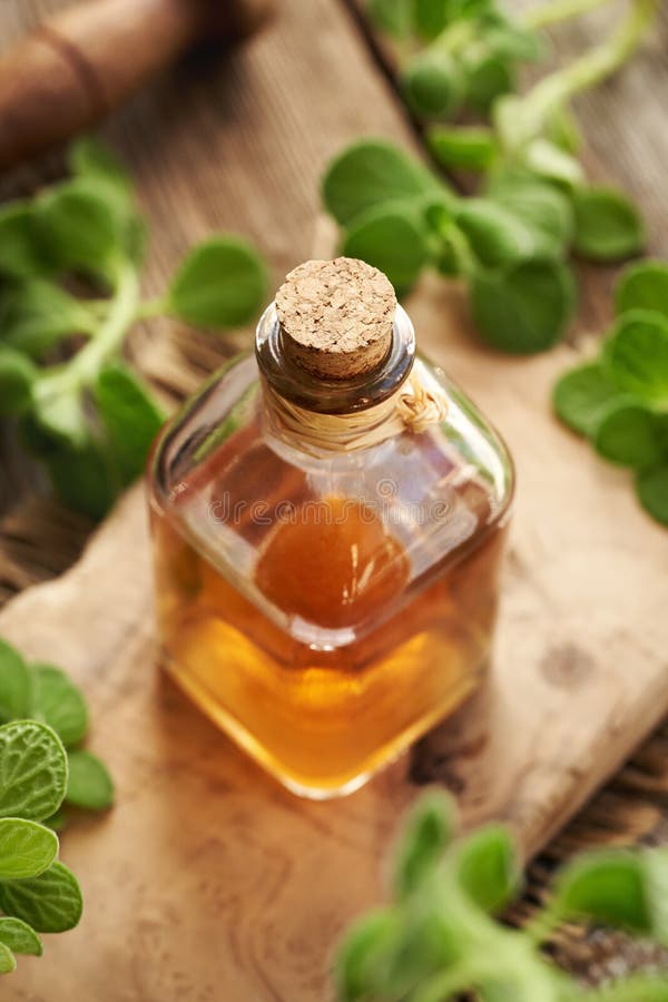 A Bottle of Plectranthus or Coleus Amboinicus Syrup for Common Cold ...