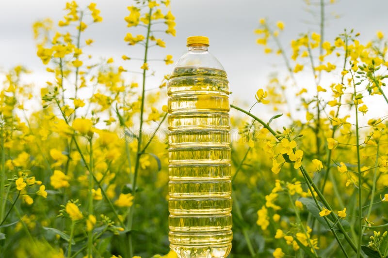 A Bottle of Rapeseed Oil Against the Background of a Yellow Blooming ...