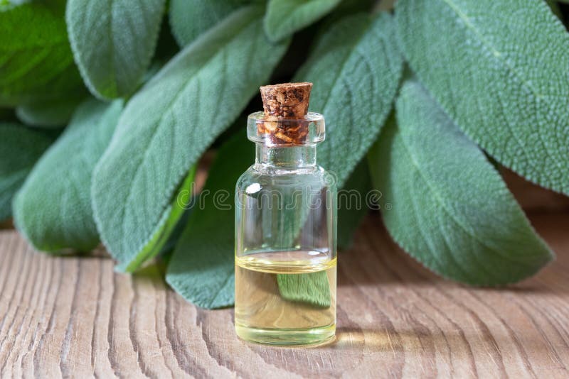 A Bottle of Sage Essential Oil with Fresh Sage Twigs Stock Image ...