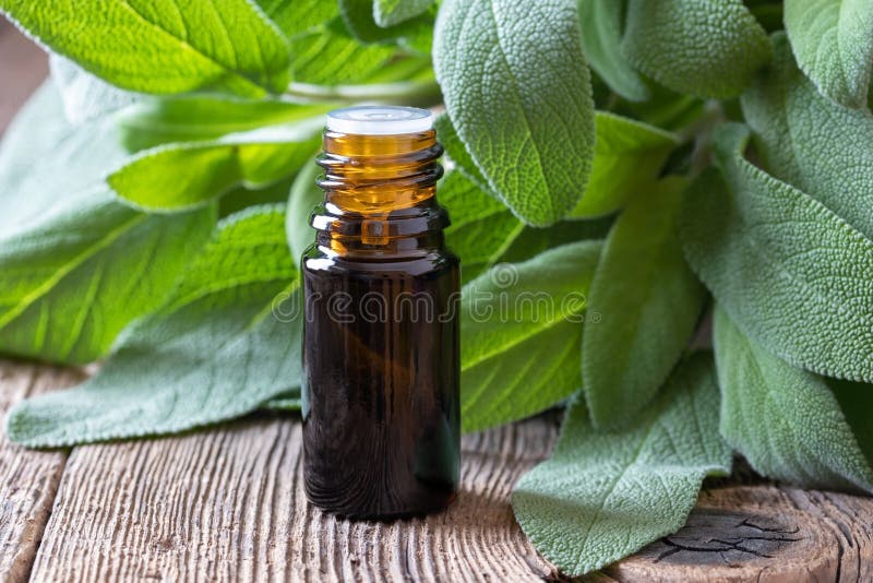 A Bottle of Sage Essential Oil with Fresh Sage Twigs Stock Image ...