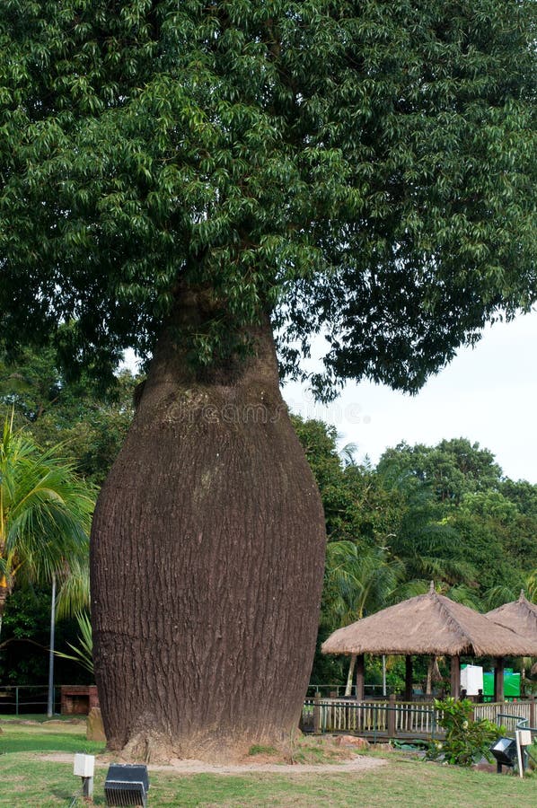 Bottle Tree stock photo. Image of thick, natural, leaf - 21928154