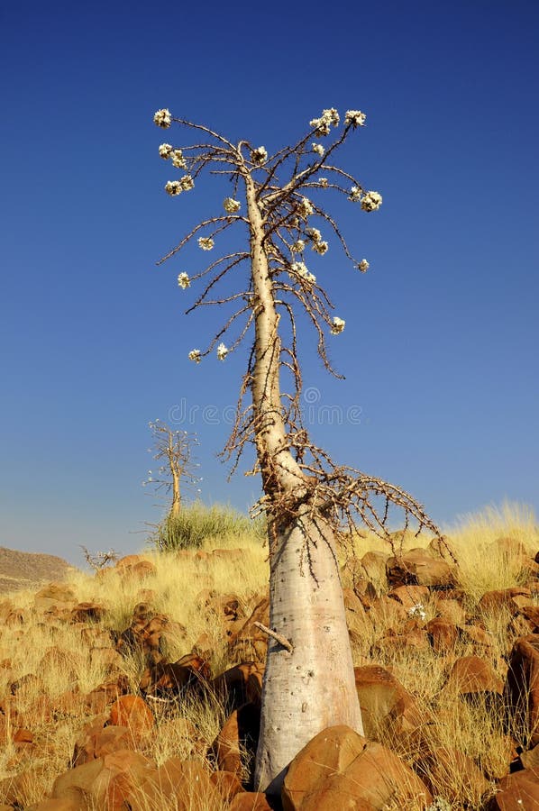 Himba child editorial stock photo. Image of traditional - 18688138