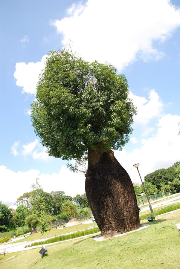 Bottle Tree stock photo. Image of colour, barren, climb - 3239232