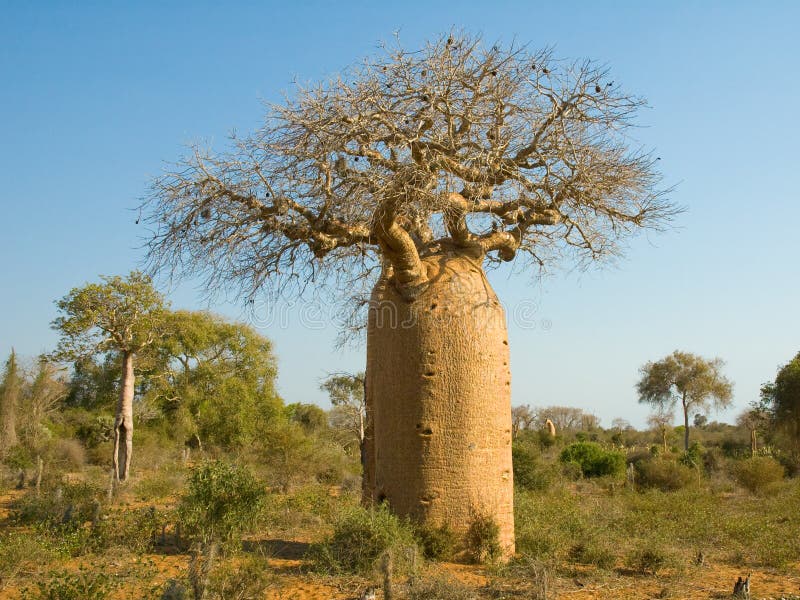 Bottle Tree stock image. Image of arboretum, reniala, huge - 5561271