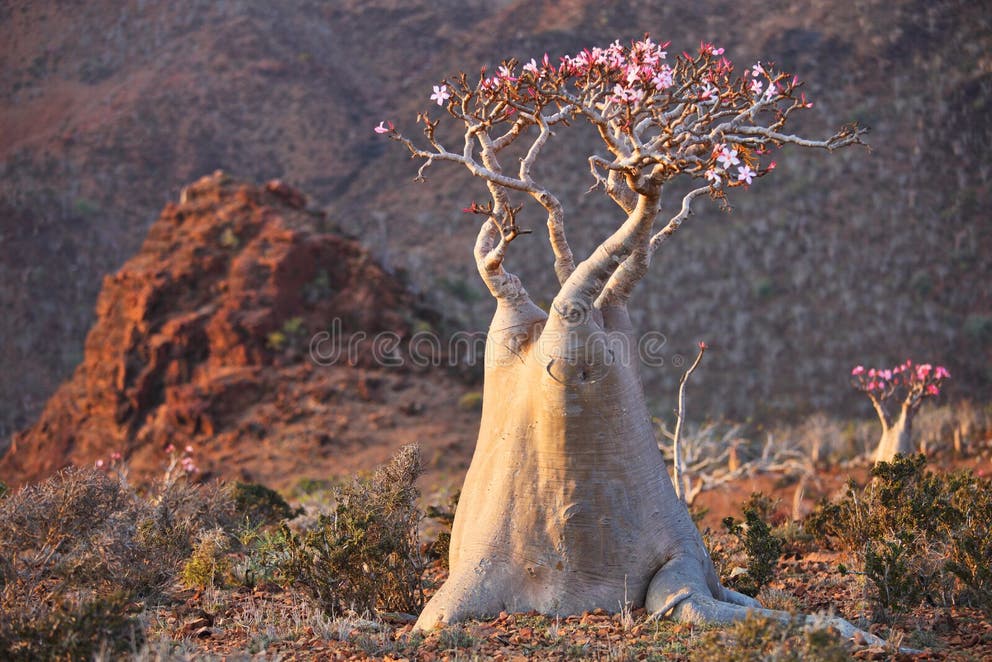 Bottle Tree - Adenium Obesum Stock Image - Image of survival, bottle ...