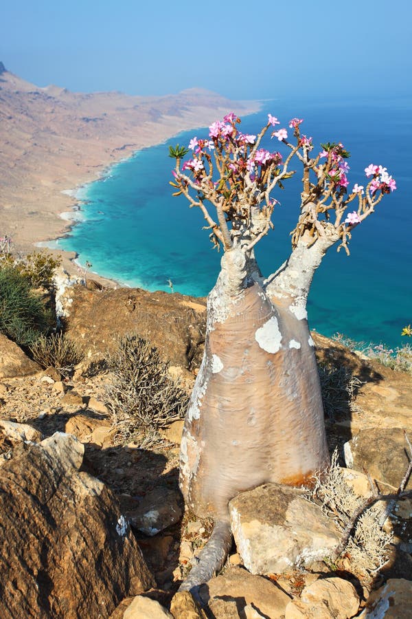 Bottle Tree - Adenium Obesum Stock Image - Image of desert, tree: 13805689