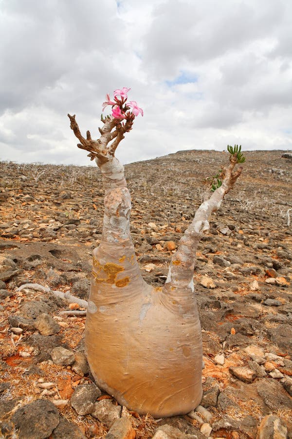 Unusual Plant. Desert Rose (adenium Obesum) Stock Photo - Image of ...