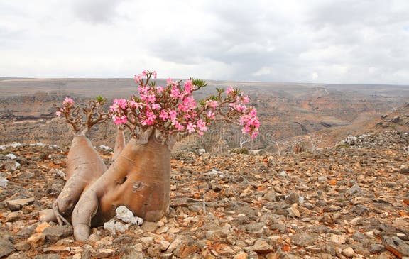 Bottle Tree - Adenium Obesum Stock Photo - Image of soqotra, cliff: 4656746